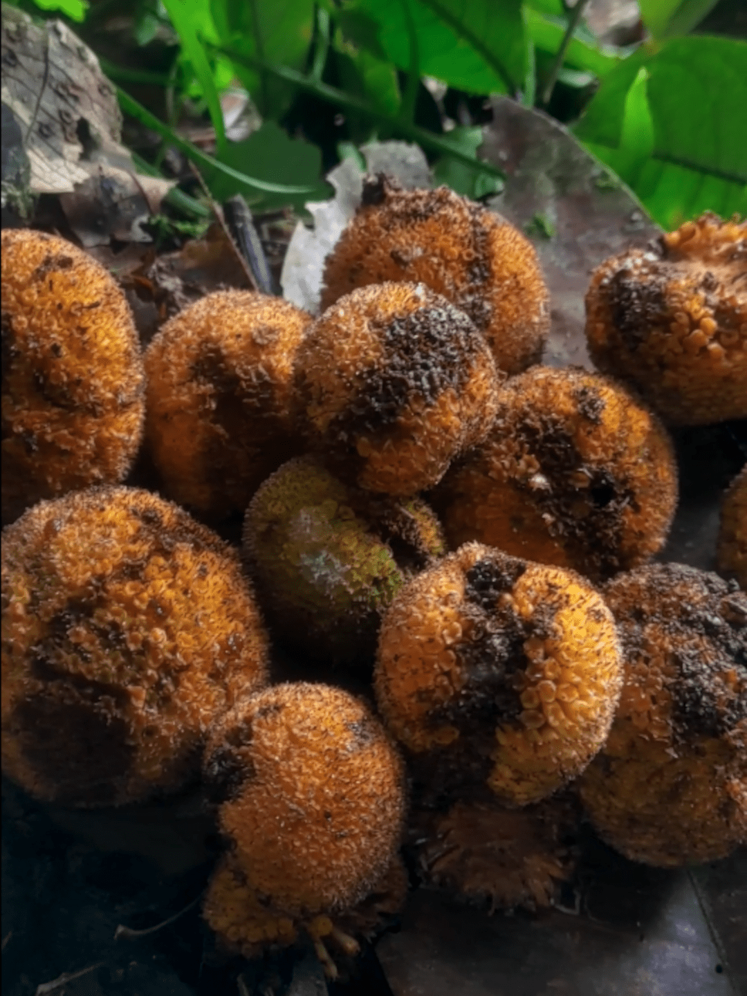 Mother Trees - Sapulut Forest Development