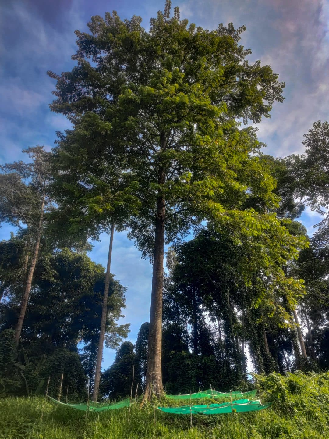 Mother Trees - Sapulut Forest Development