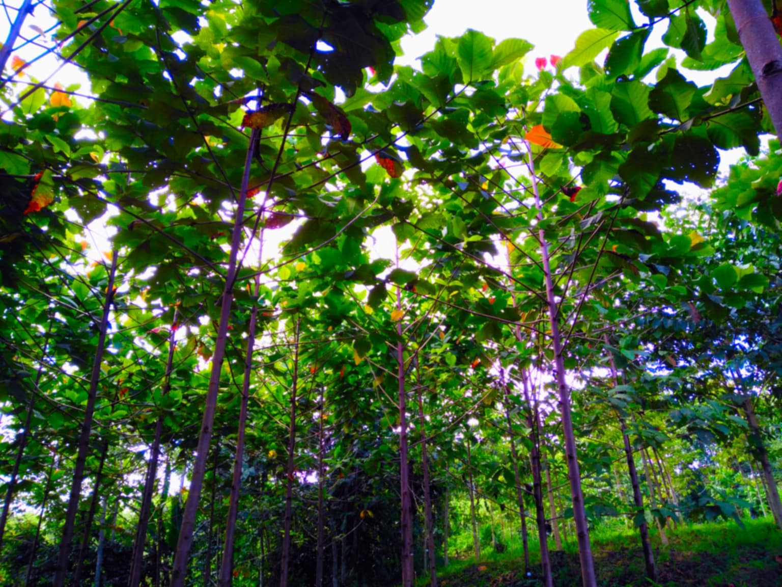 Home - Sapulut Forest Development