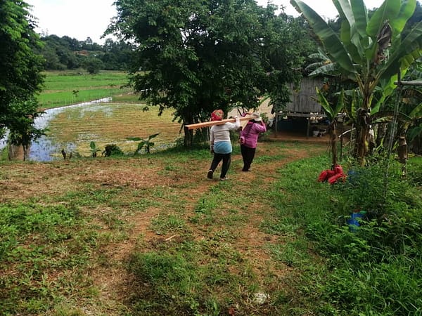 Forever Sabah's Padi Land Revival Project - Sapulut Forest Development