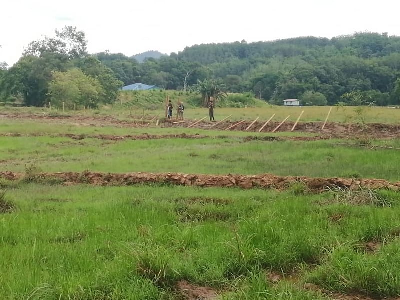 Forever Sabah's Padi Land Revival Project - Sapulut Forest Development